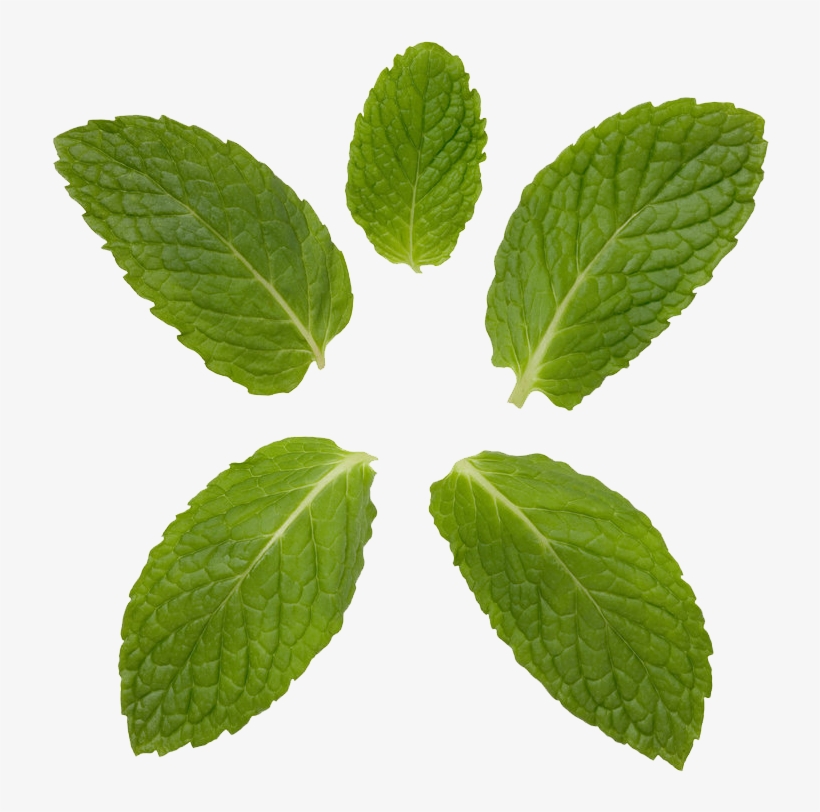Peppermint Transparent Background - 800x799 PNG Download - PNGkit