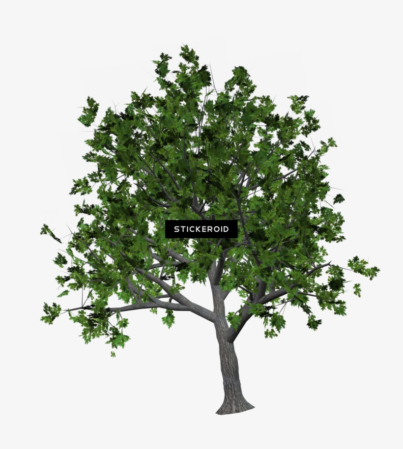 Tree - 1953x2083 PNG Download - PNGkit