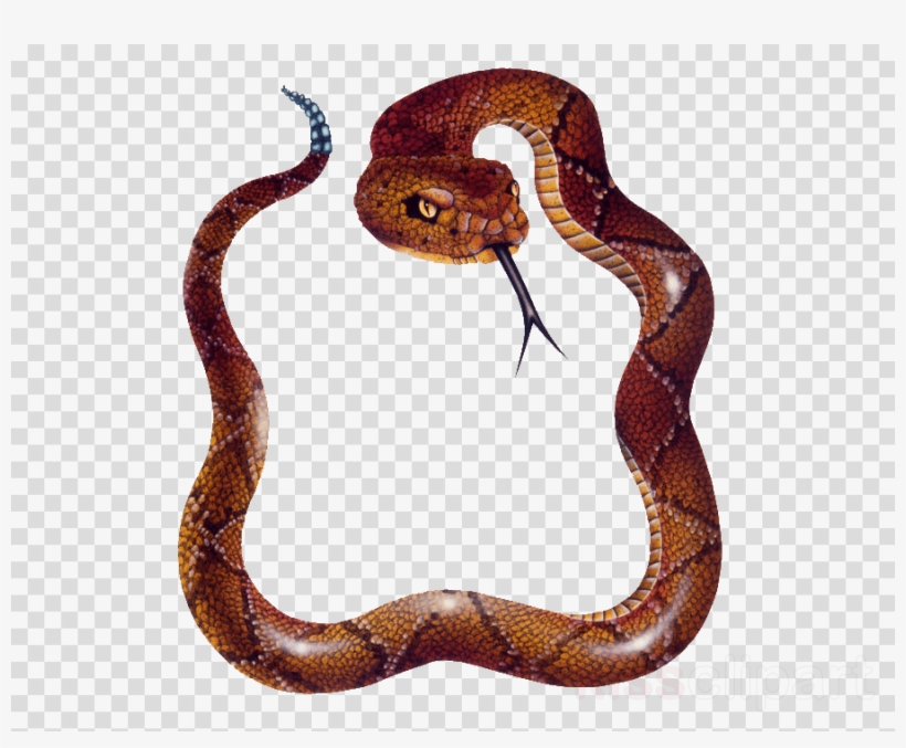 Boa Png - 900x700 PNG Download - PNGkit