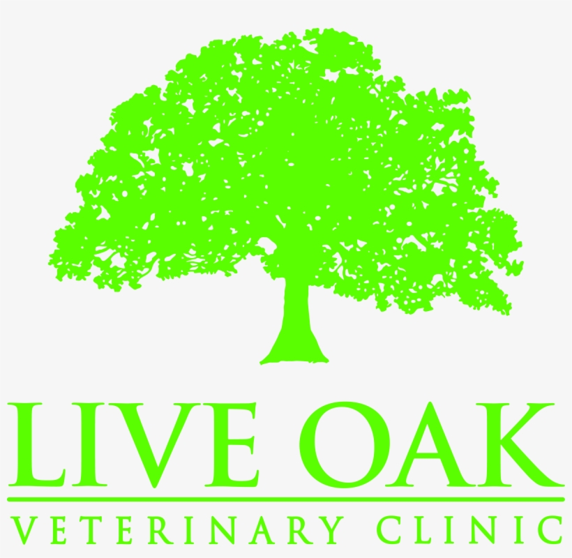 Live Oak Png - 3386x3139 PNG Download - PNGkit