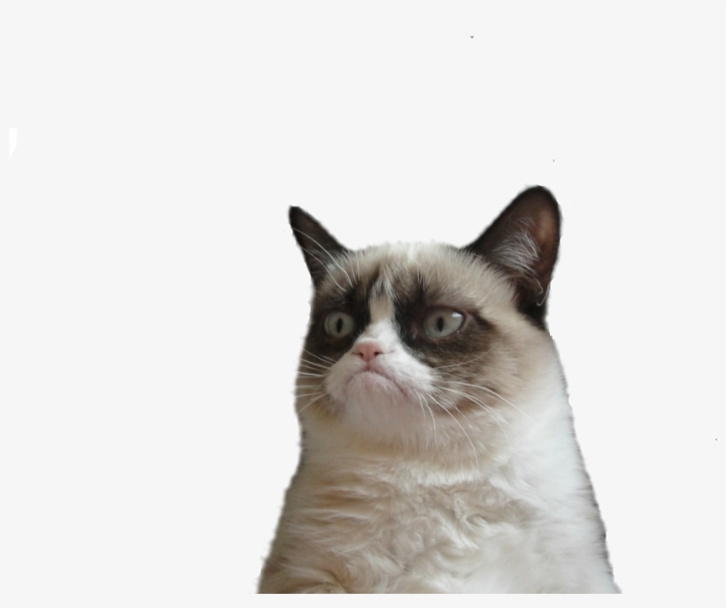 Angry Cat Png Picture - Grumpy Cat Face Png - 1280x853 PNG Download ...