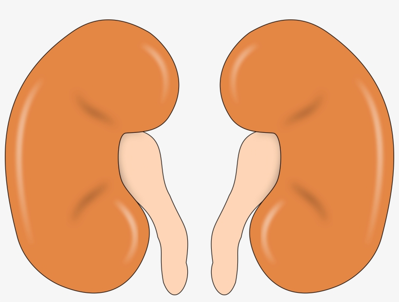This Free Icons Png Design Of Kidney-reins - 2400x1701 PNG Download ...