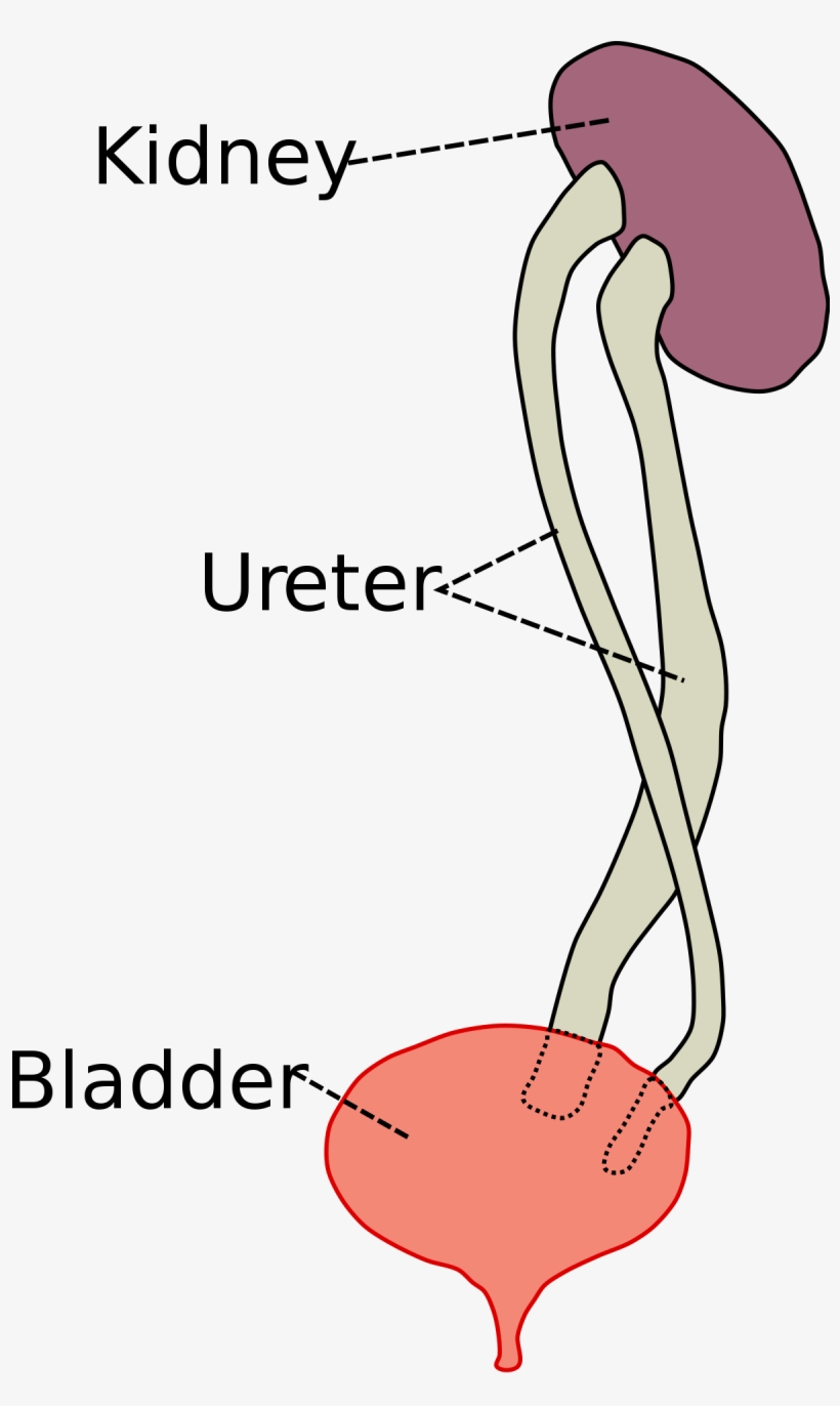 Kidney Png - 1200x1950 PNG Download - PNGkit