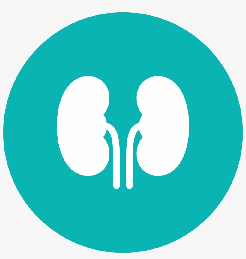 Kidney Disease - 1772x1772 PNG Download - PNGkit