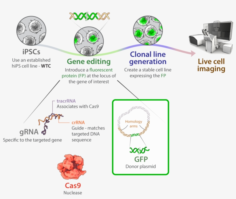 Schematic For Gene Editing Of Allen Institute For Cell - 1200x917 PNG ...