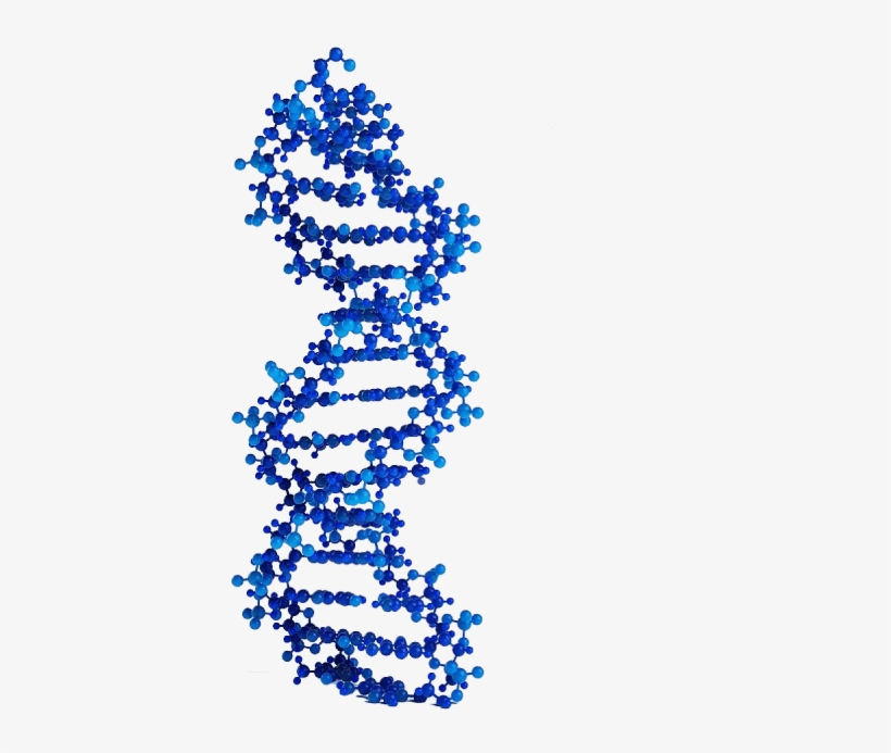 Genetic Health - 572x637 PNG Download - PNGkit