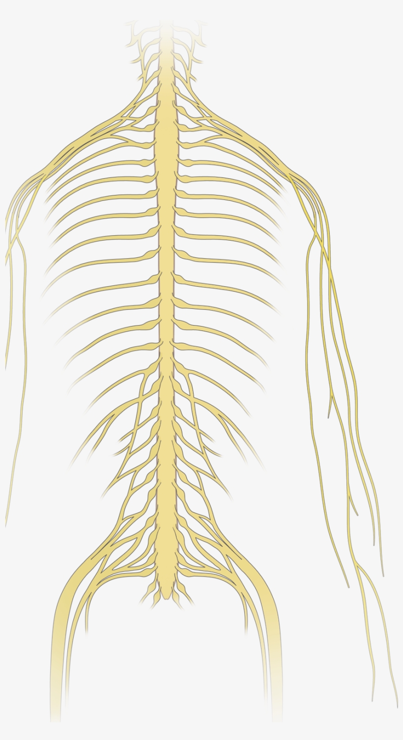 Spinal Cord Png - 877x1554 PNG Download - PNGkit