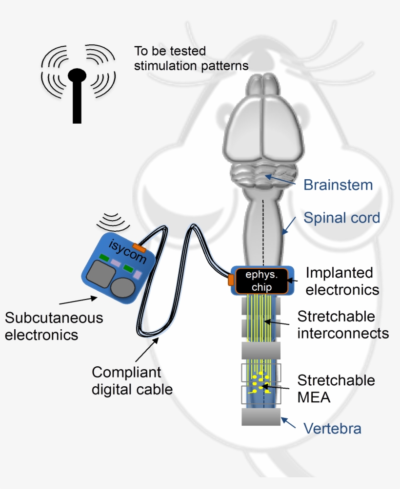 Schematic Of Spinal Cord System - 1771x1925 PNG Download - PNGkit