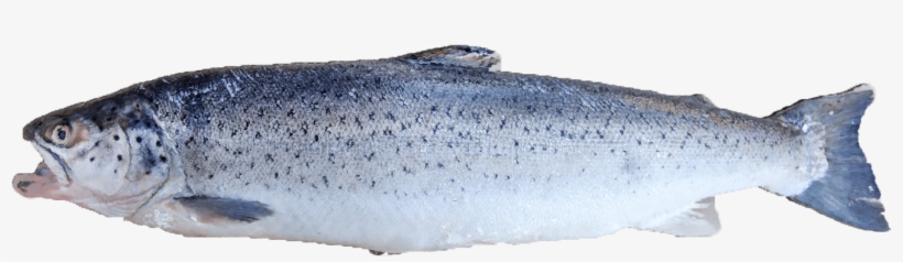 Steelhead - 1390x441 PNG Download - PNGkit