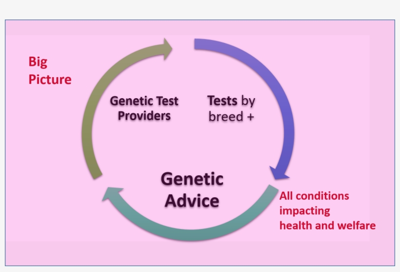Genetic Testing Graphic3 - 1316x831 PNG Download - PNGkit