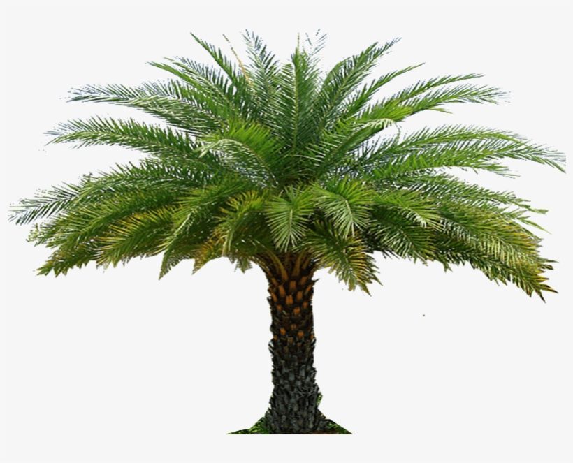 Palma - 800x600 PNG Download - PNGkit