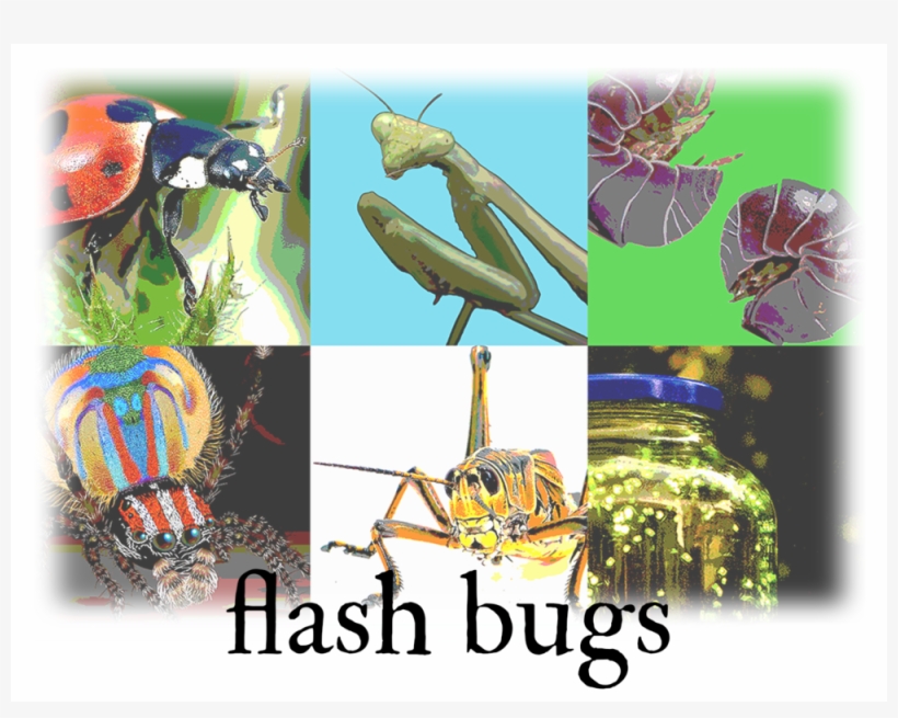 Works Flashbugs - 1000x750 PNG Download - PNGkit
