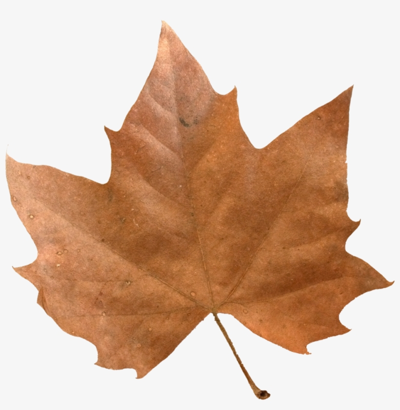 Brown Maple Leaf - 1000x1000 PNG Download - PNGkit