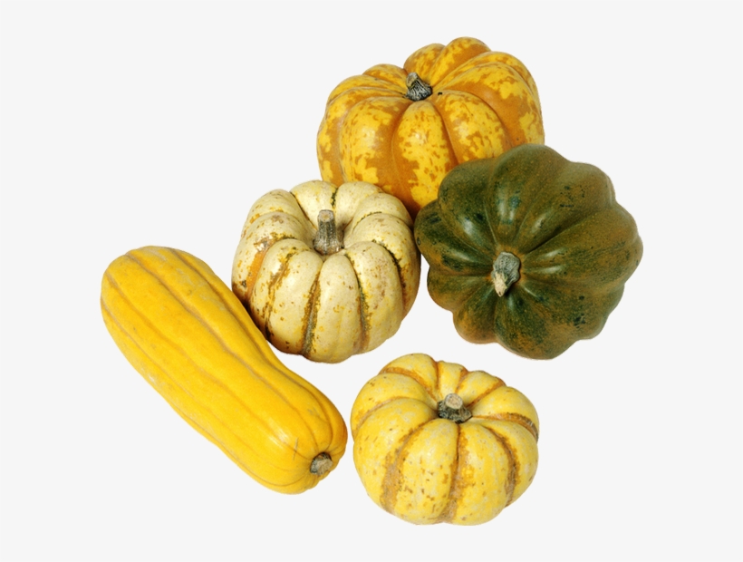 Squash Png - 600x540 PNG Download - PNGkit