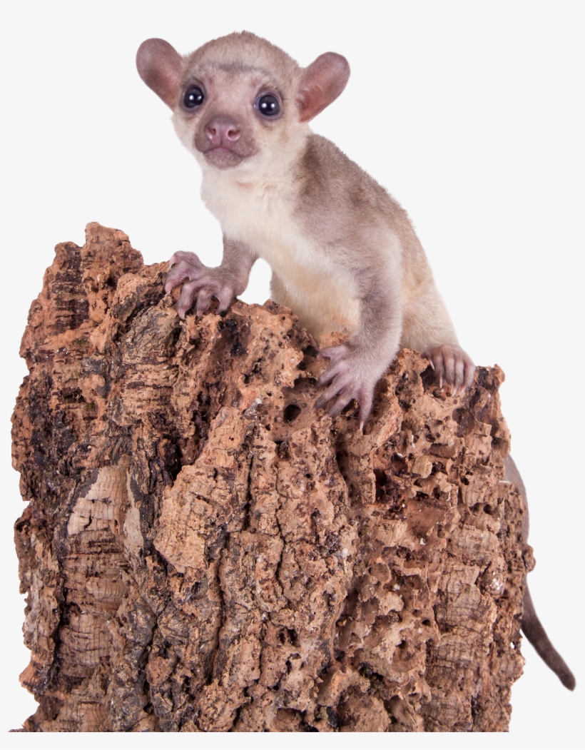 Ark Png - 1924x1924 PNG Download - PNGkit