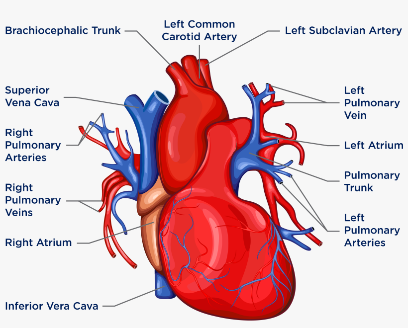 Anatomy Of The Heart And Lungs - 1024x768 PNG Download - PNGkit