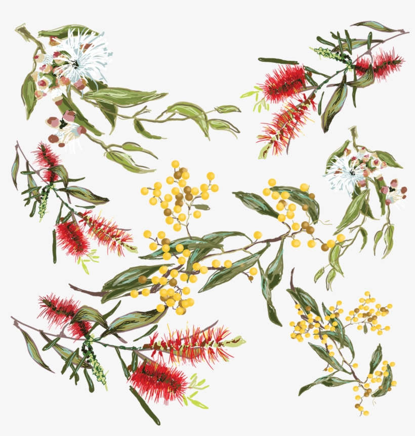 Australian Native Flowers Clipart at Gretchen Shaw blog