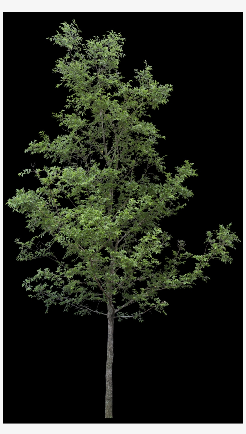 Trees Png File - 931x1600 PNG Download - PNGkit