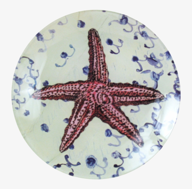 #6 Starfish John Derian Company Inc - 800x800 PNG Download - PNGkit