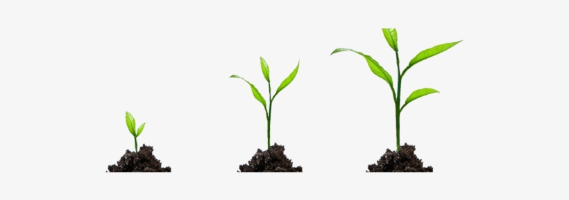 Growth Png Image With Transparent Background - Small Plant Growing Png ...
