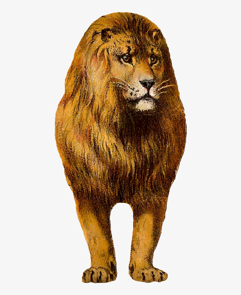 Free Digital Lion Clip Art Animal Graphic Front - Animal Lion ...
