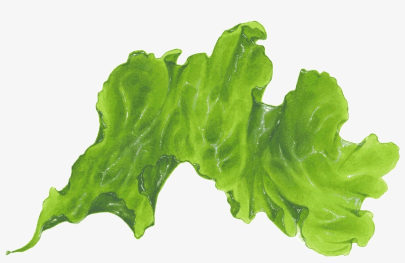 Seaweed Png Transparent - Seaweed Transparent - 497x300 PNG Download ...