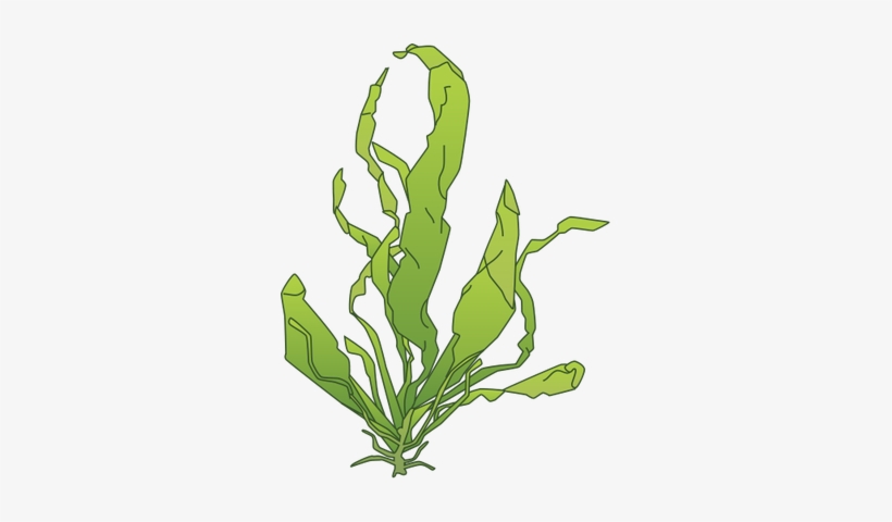 Algae Drawing
