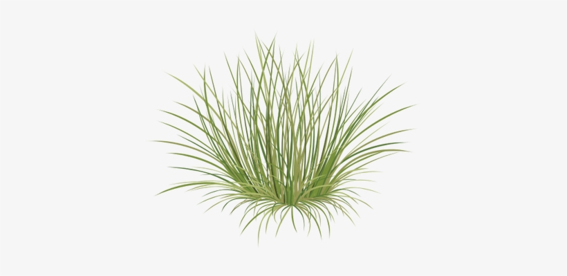 Beach Grass Png - Sweet Grass - 400x319 PNG Download - PNGkit