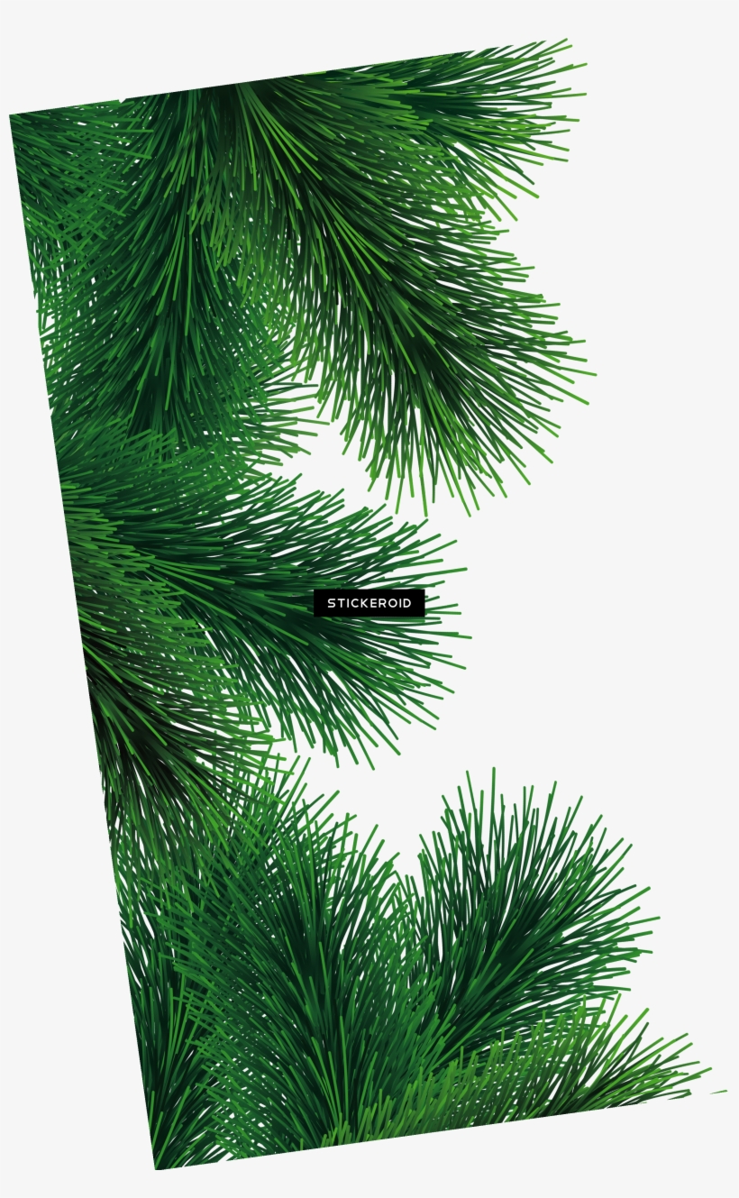 Fir-tree - 2335x3672 PNG Download - PNGkit