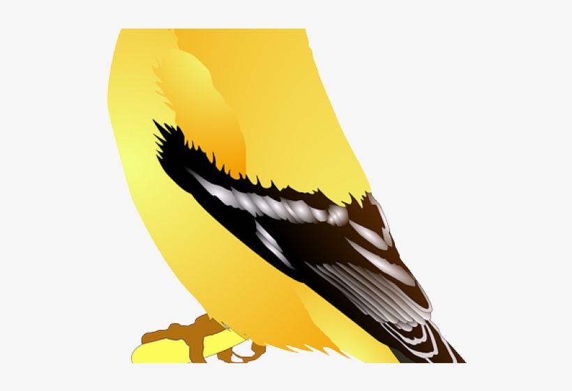Birb Png - 640x480 PNG Download - PNGkit