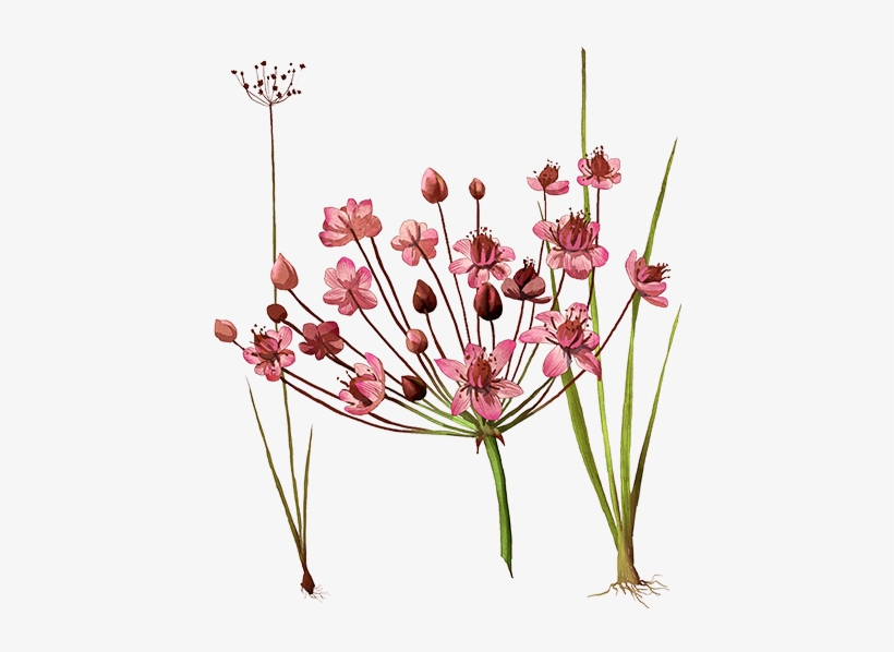 Rush Png - 472x760 PNG Download - PNGkit