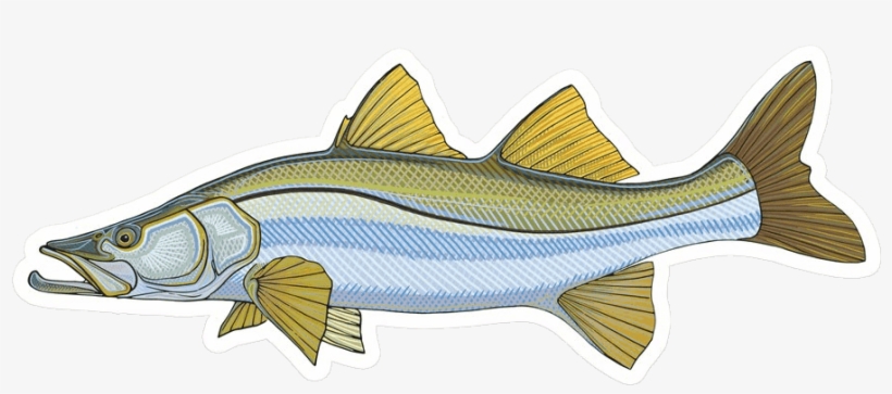 Casey Underwood Snook - 1024x1024 PNG Download - PNGkit