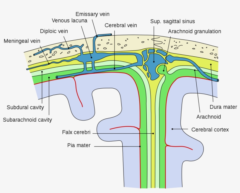 Mater Png - 1200x909 PNG Download - PNGkit