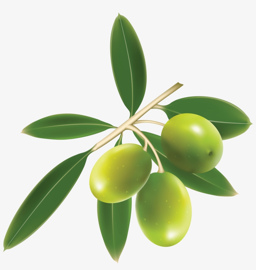 Fruits - Free Vector Olive - 2982x3000 PNG Download - PNGkit