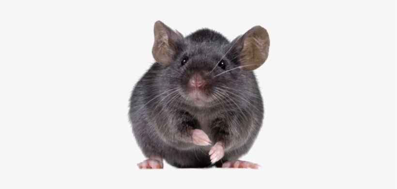 Mouse Transparent Black - Transparent Background Rat Png - 455x375 PNG ...
