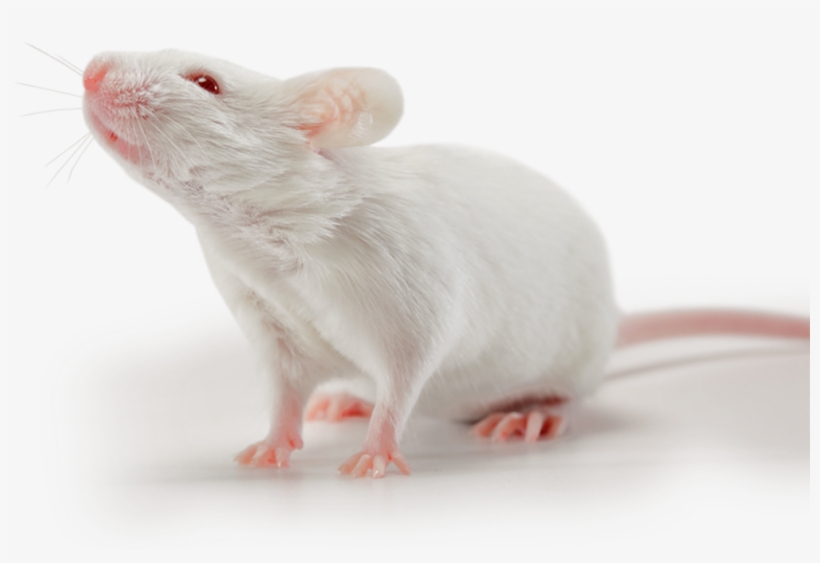 Mouse Animal Png - 1024x1024 PNG Download - PNGkit