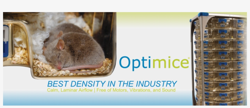 Optirat Genii - Marsh Rice Rat - 904x350 PNG Download - PNGkit