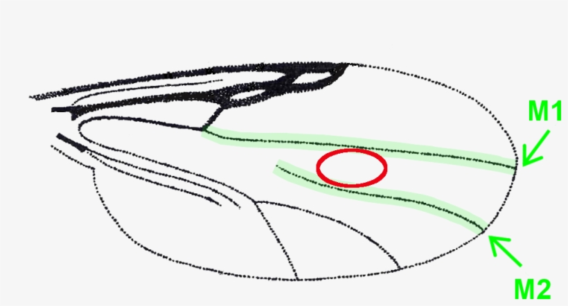 Absence - - Sketch - 1024x768 PNG Download - PNGkit