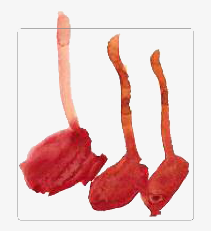 Download Transparent Still Life - PNGkit