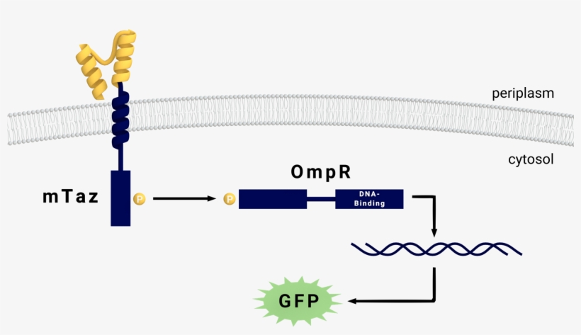Mtaz Pathway In E - 2000x1125 PNG Download - PNGkit