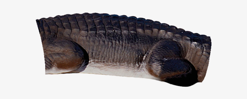 Alligator Mid - 600x600 PNG Download - PNGkit