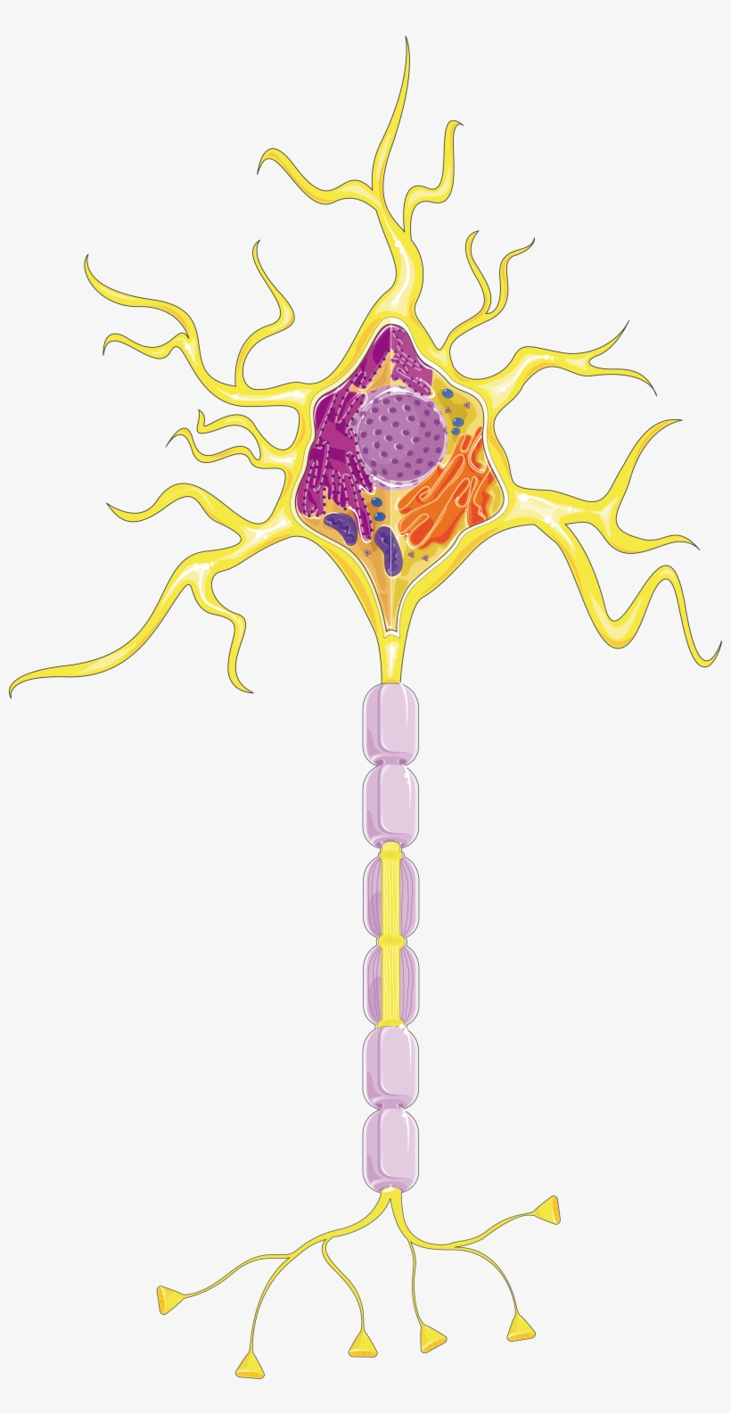 Neuron - 2657x5005 PNG Download - PNGkit