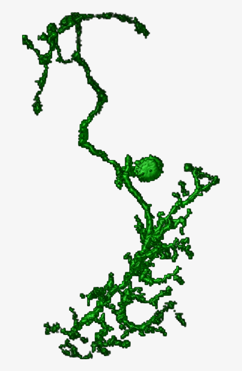 Neuron Png - 740x1246 PNG Download - PNGkit