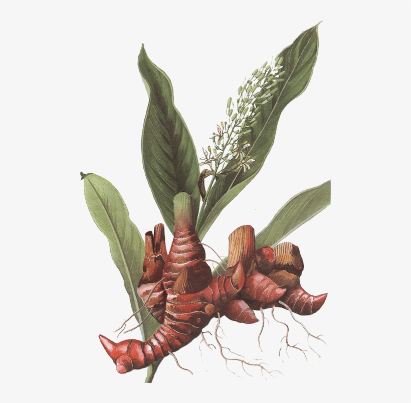 Prev - 800x800 PNG Download - PNGkit