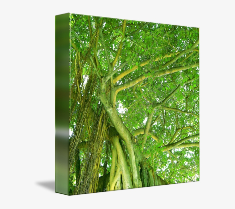 Banyan Tree Images - 589x650 PNG Download - PNGkit