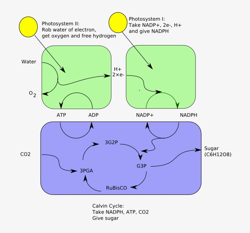 Photosynthesis - 696x684 PNG Download - PNGkit