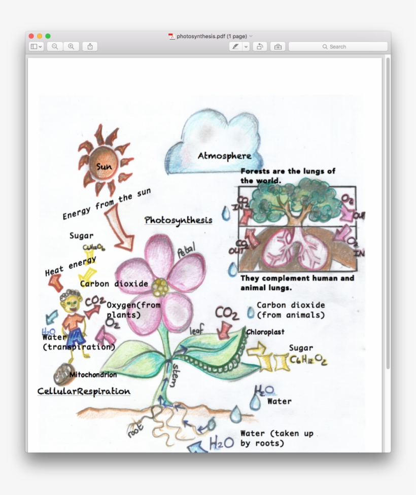 Photosynthesis And Cellular Respiration - 991x1126 PNG Download - PNGkit
