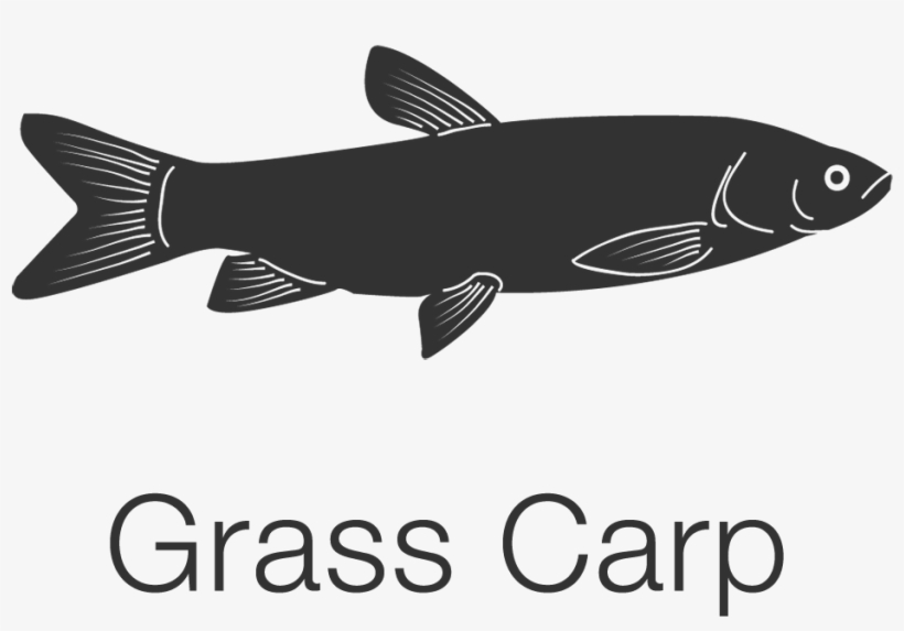 Carp Png - 1000x778 PNG Download - PNGkit
