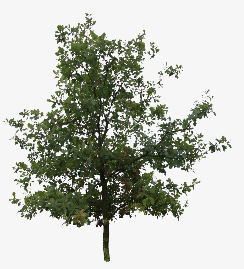 Oak Trees Png Picture Transparent Stock - 2304x2280 PNG Download - PNGkit