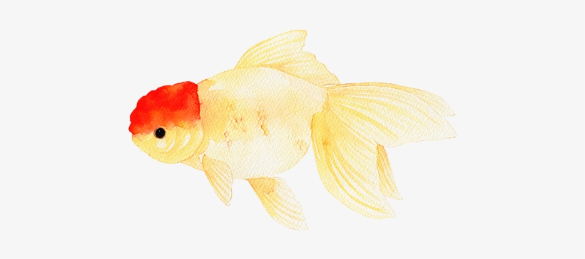 Goldfish - Chinese Drawn Fish - 496x350 PNG Download - PNGkit